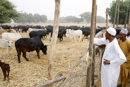 What Is Cattle Rearing? “Explained by an Experienced Cattle Owner ...