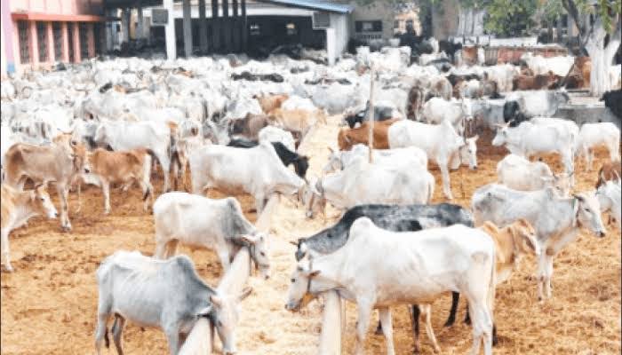 What Is Cattle Rearing? “Explained by an Experienced Cattle Owner ...